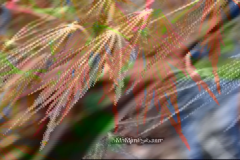 Buy Acer palmatum 'Emma' Weeping Japanese Maple — Mr Maple │ Buy ...