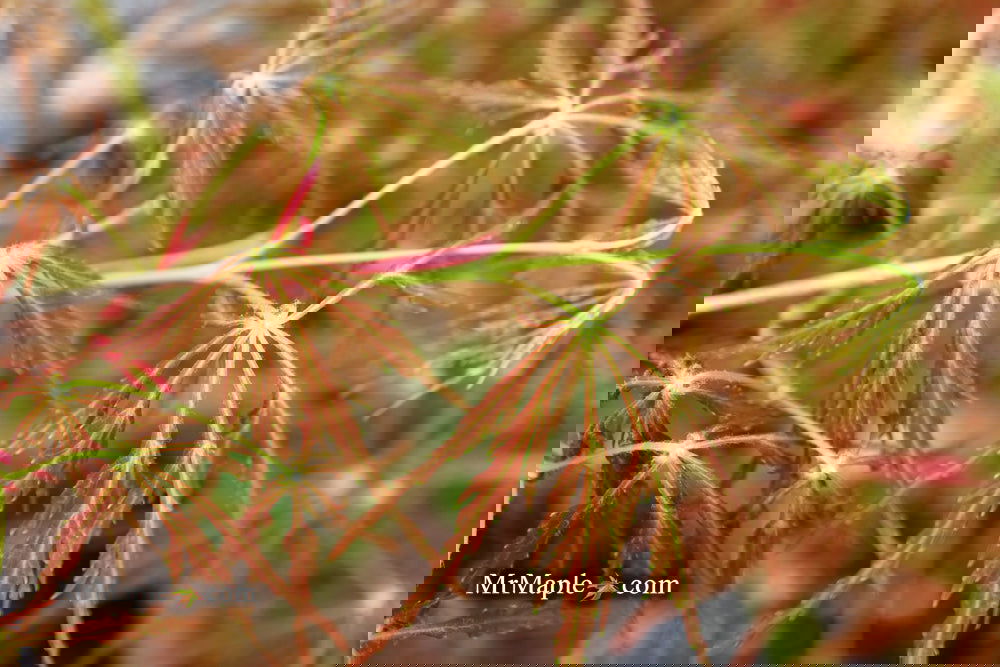 Buy Acer palmatum 'Emma' Weeping Japanese Maple — Mr Maple │ Buy ...