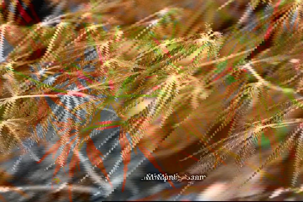 Buy Acer palmatum 'Emma' Weeping Japanese Maple — Mr Maple │ Buy ...