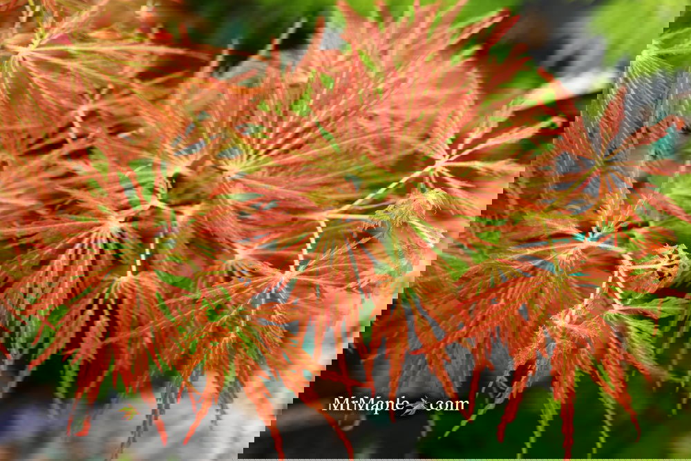 Buy Acer palmatum 'Emma' Weeping Japanese Maple — Mr Maple │ Buy ...