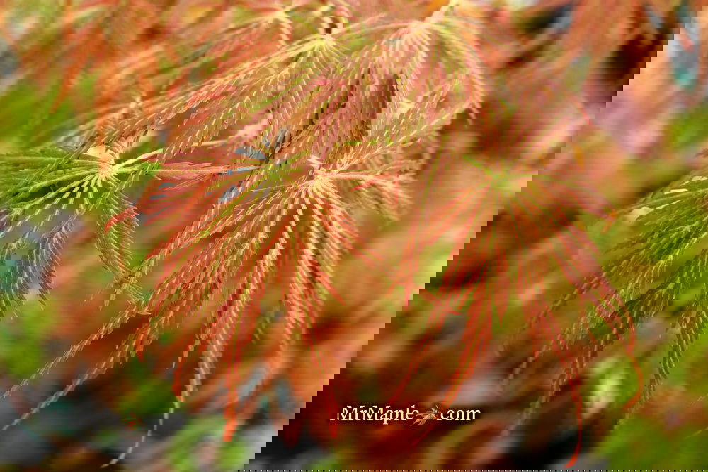 Buy Acer palmatum 'Emma' Weeping Japanese Maple — Mr Maple │ Buy ...
