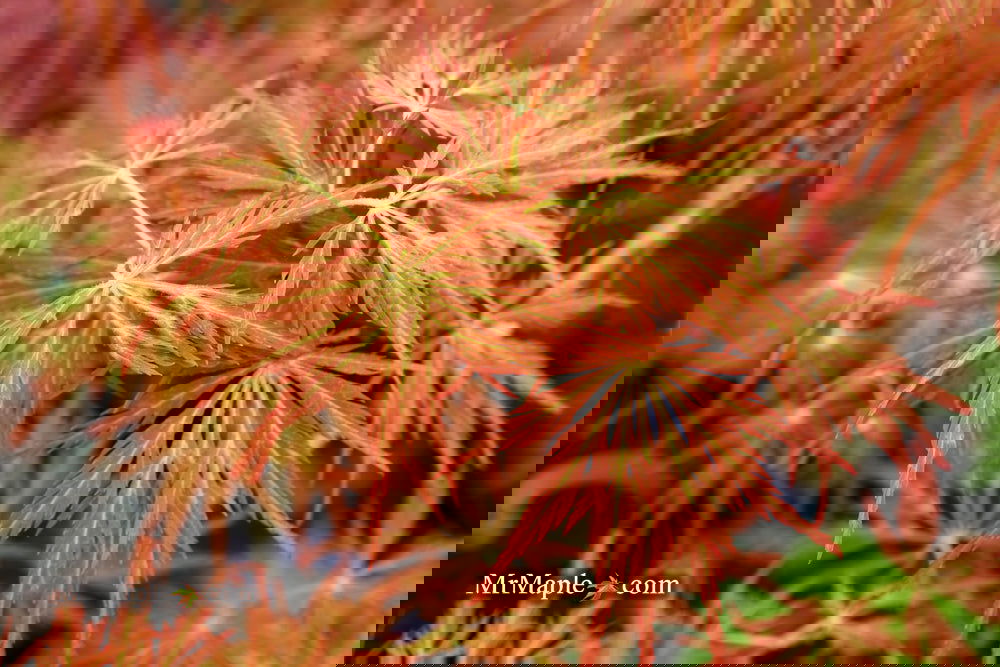 Buy Acer palmatum 'Emma' Weeping Japanese Maple — Mr Maple │ Buy ...