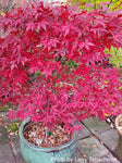 Buy Acer palmatum 'Englishtown' Dwarf Red Japanese Maple — Mr Maple ...