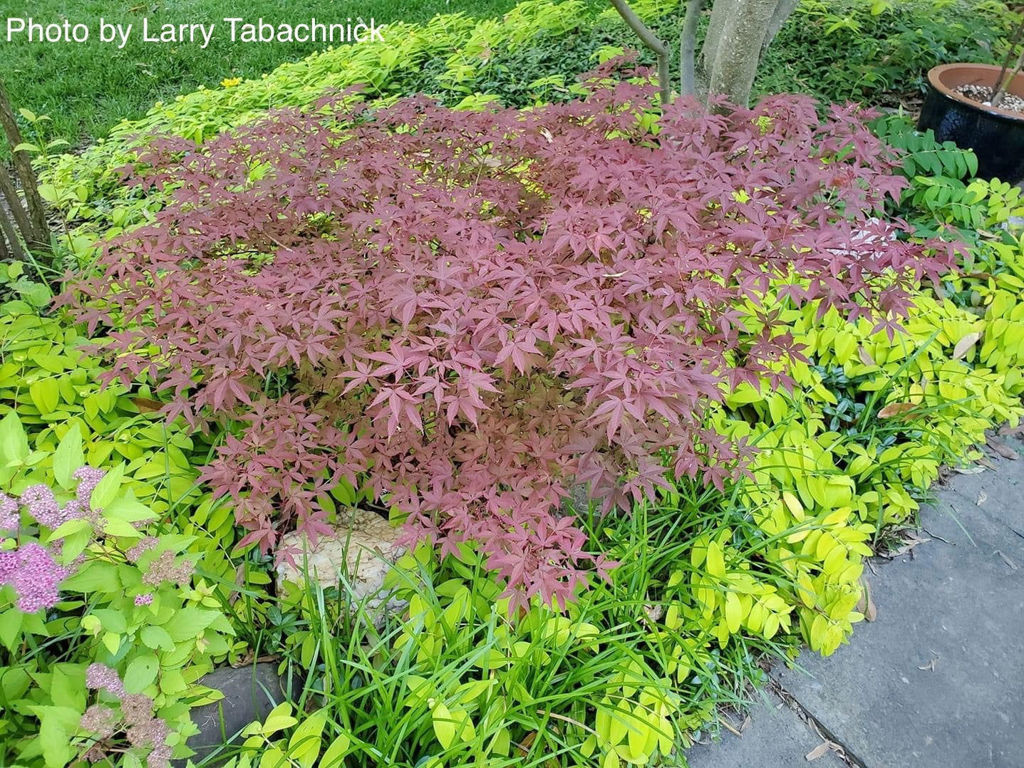 Buy Acer palmatum 'Englishtown' Dwarf Red Japanese Maple — Mr Maple ...