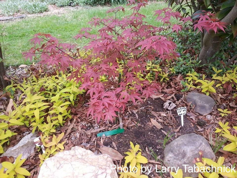 Buy Acer palmatum 'Englishtown' Dwarf Red Japanese Maple — Mr Maple ...