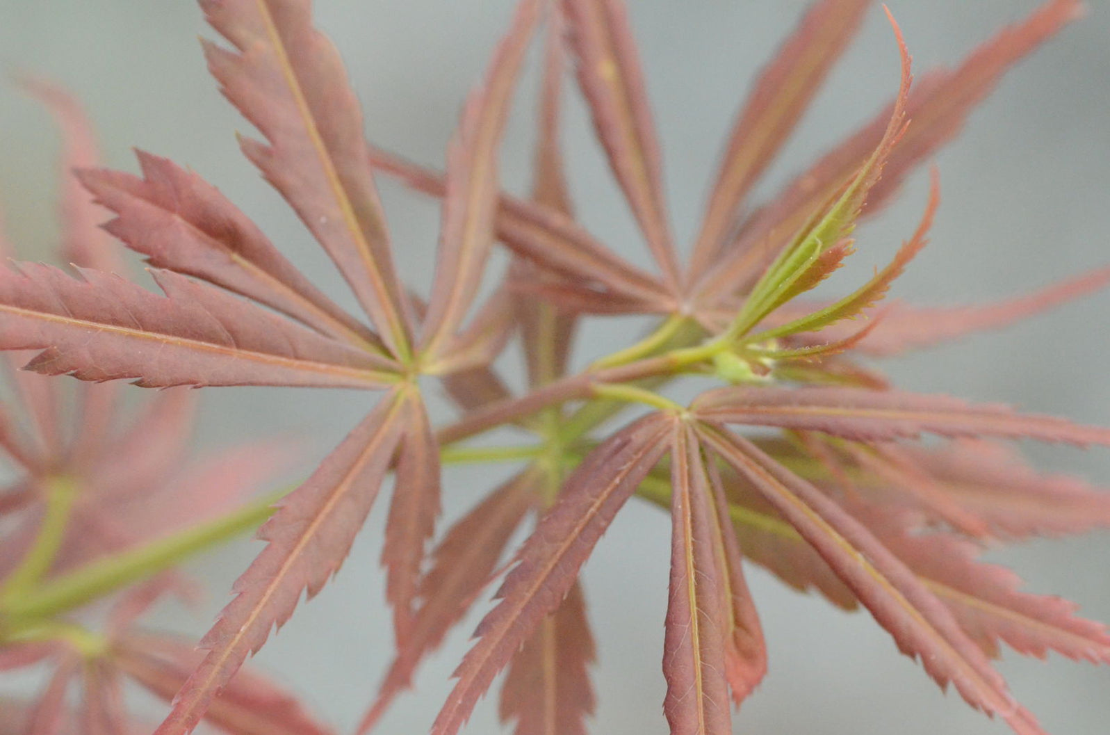 Buy Acer palmatum 'Englishtown' Dwarf Red Japanese Maple — Mr Maple ...