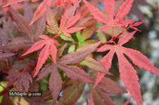 Buy Acer palmatum 'Englishtown' Dwarf Red Japanese Maple — Mr Maple ...