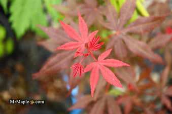 Buy Acer palmatum 'Englishtown' Dwarf Red Japanese Maple — Mr Maple ...