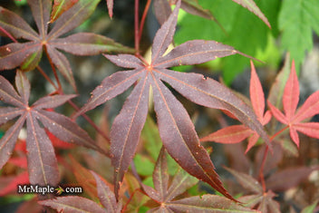 Buy Acer palmatum 'Englishtown' Dwarf Red Japanese Maple — Mr Maple ...