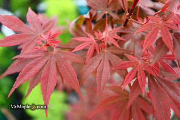 Buy Acer palmatum 'Englishtown' Dwarf Red Japanese Maple — Mr Maple ...