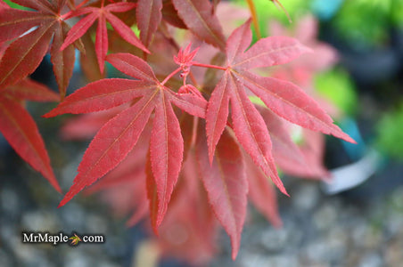 Buy Acer palmatum 'Englishtown' Dwarf Red Japanese Maple — Mr Maple ...