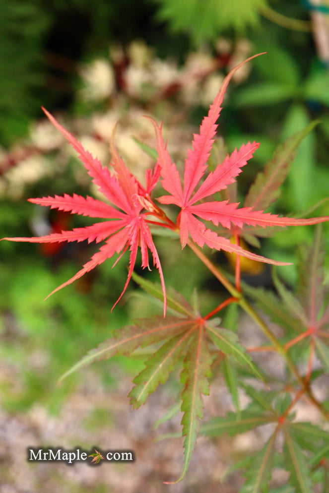 Buy Acer palmatum 'Englishtown W.B.' Dwarf Red Japanese Maple — Mr ...