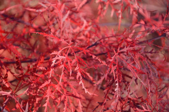Buy Acer palmatum 'Ever Red' Weeping Red Japanese Maple — Mr Maple ...