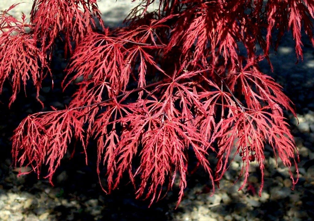 Buy Acer palmatum 'Ever Red' Weeping Red Japanese Maple — Mr Maple ...