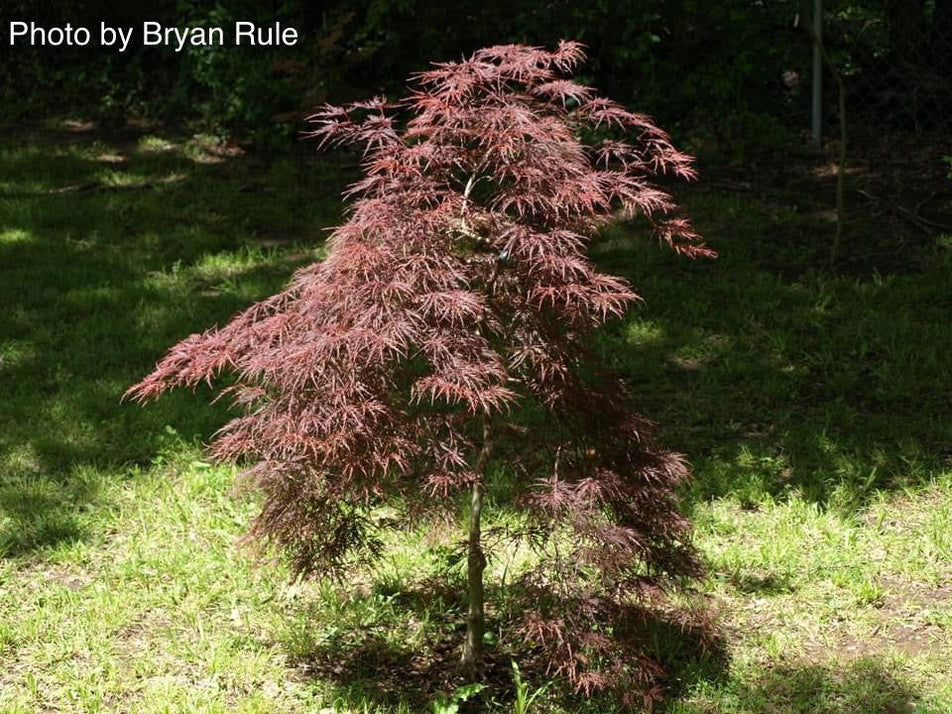 Buy Acer palmatum 'Ever Red' Weeping Red Japanese Maple — Mr Maple ...