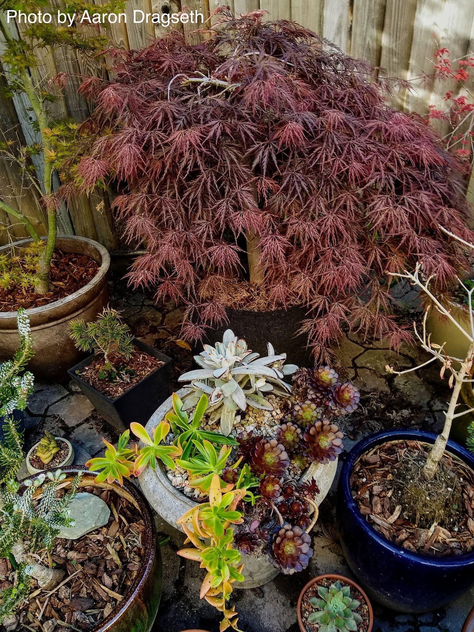 Buy Acer palmatum 'Ever Red' Weeping Red Japanese Maple — Mr Maple ...