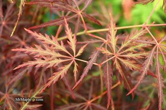 Buy Acer palmatum 'Eye of The Tiger' Japanese Maple — Mr Maple │ Buy ...