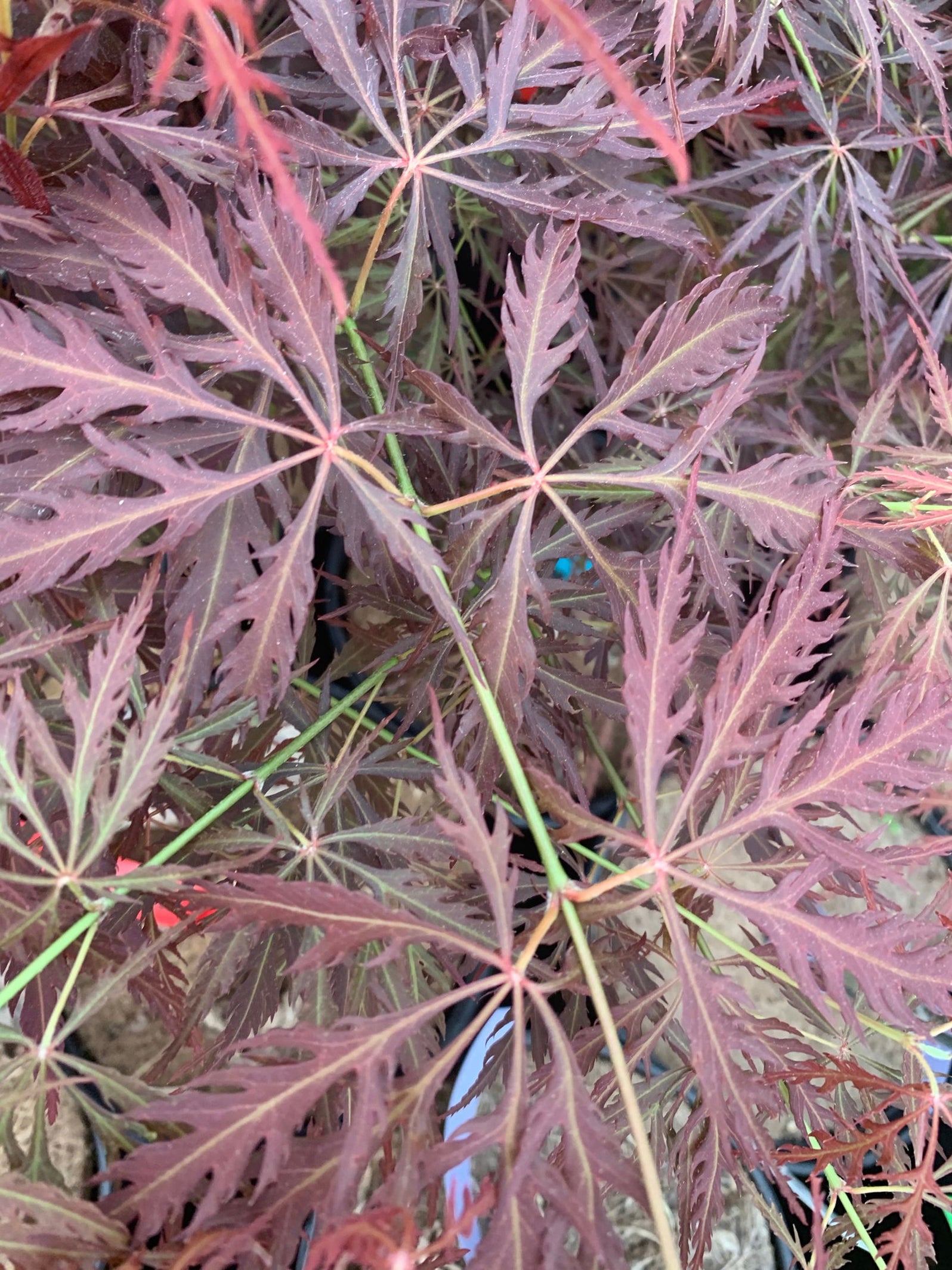 Buy Acer palmatum 'Eye of The Tiger' Japanese Maple — Mr Maple │ Buy ...