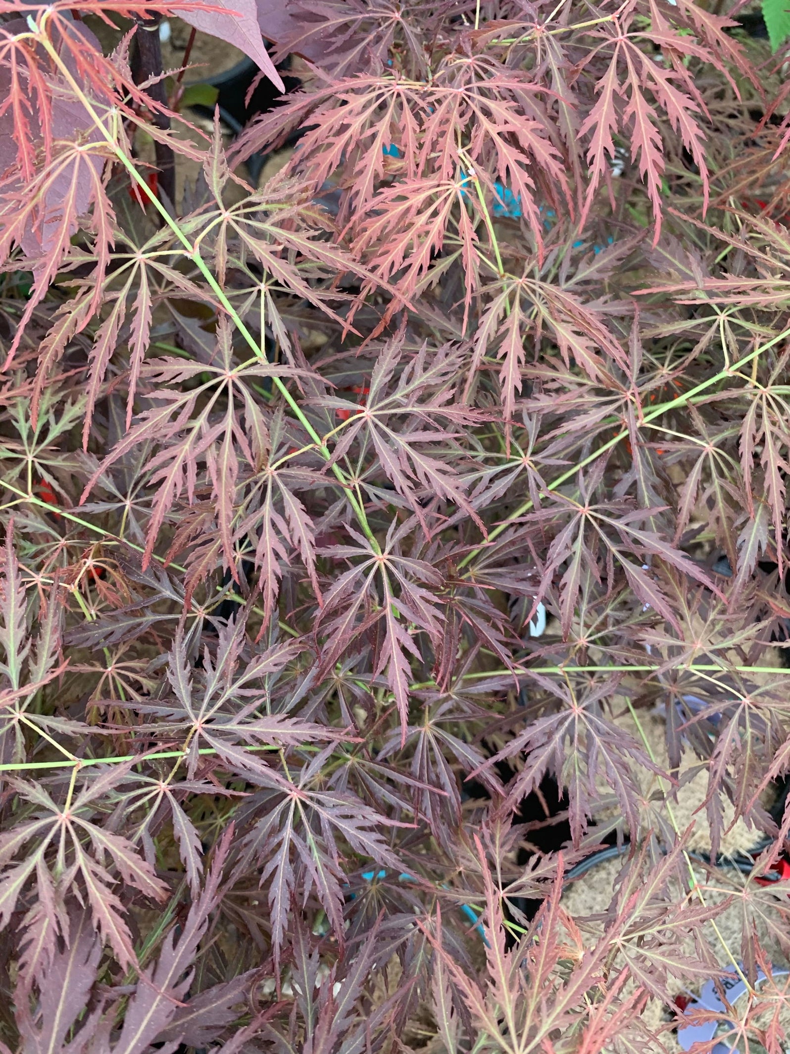 Buy Acer palmatum 'Eye of The Tiger' Japanese Maple — Mr Maple │ Buy ...
