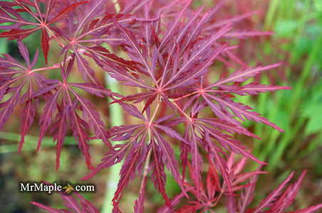 Buy Acer palmatum 'Eye of The Tiger' Japanese Maple — Mr Maple │ Buy ...