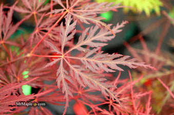 Buy Acer palmatum 'Eye of The Tiger' Japanese Maple — Mr Maple │ Buy ...