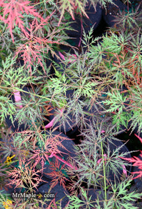 Buy Acer palmatum 'Eye of The Tiger' Japanese Maple — Mr Maple │ Buy ...