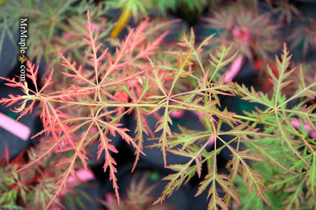Buy Acer palmatum 'Eye of The Tiger' Japanese Maple — Mr Maple │ Buy ...