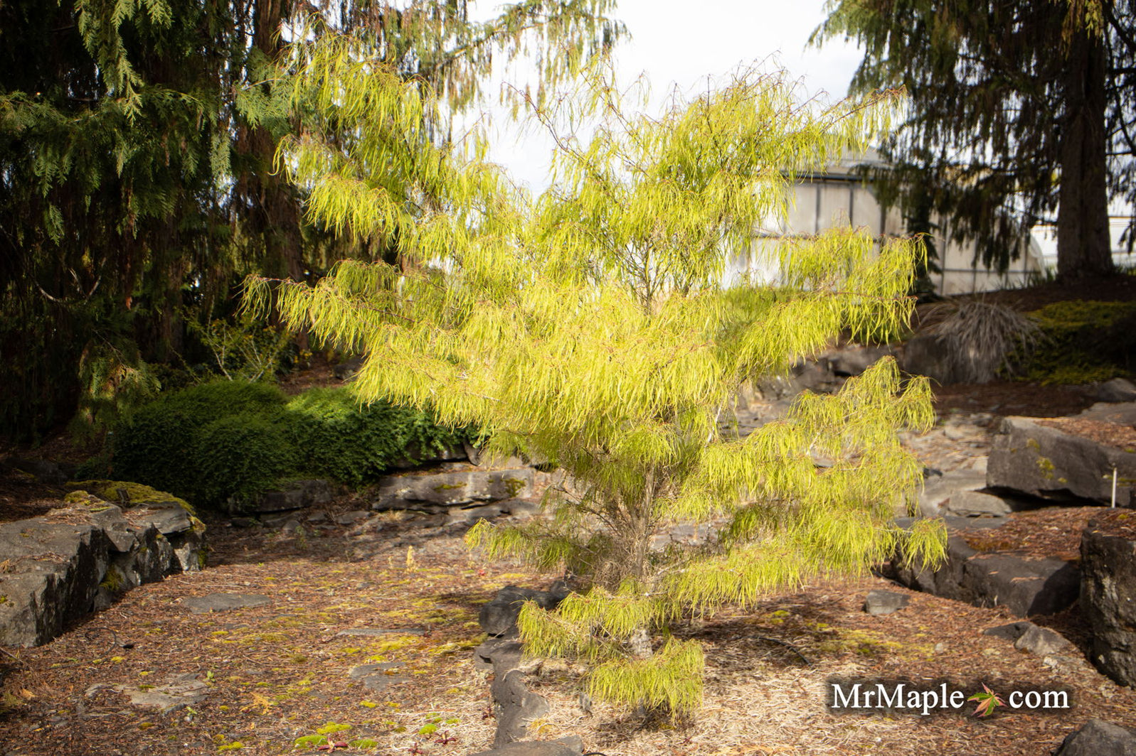 Buy Acer palmatum 'Fairy Hair' Golden Threads Japanese Maple — Mr Maple ...