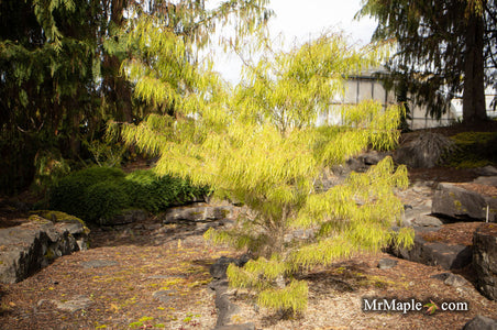 Buy Acer palmatum 'Fairy Hair' Golden Threads Japanese Maple — Mr Maple ...