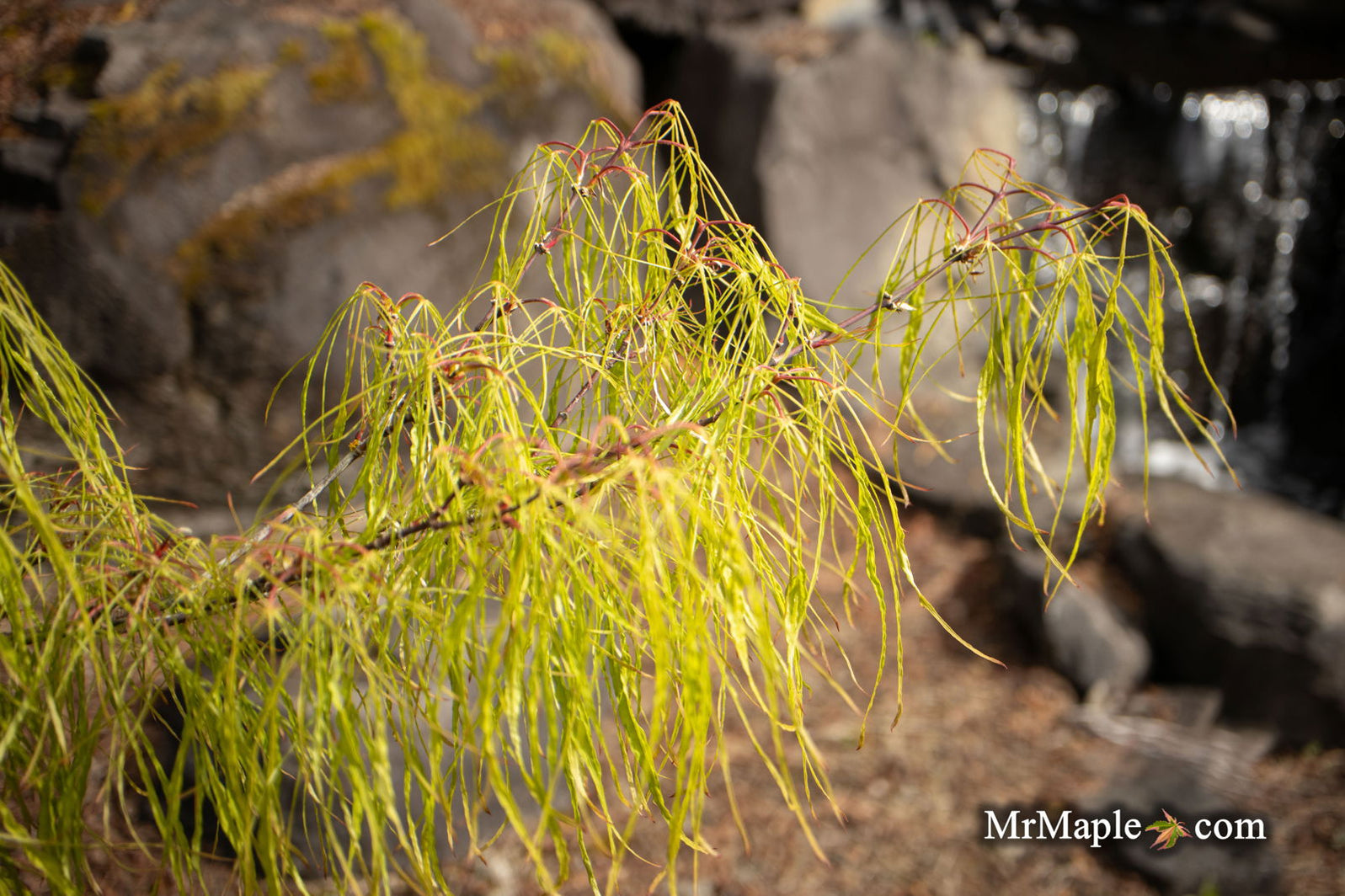 Buy Acer palmatum 'Fairy Hair' Golden Threads Japanese Maple — Mr Maple ...