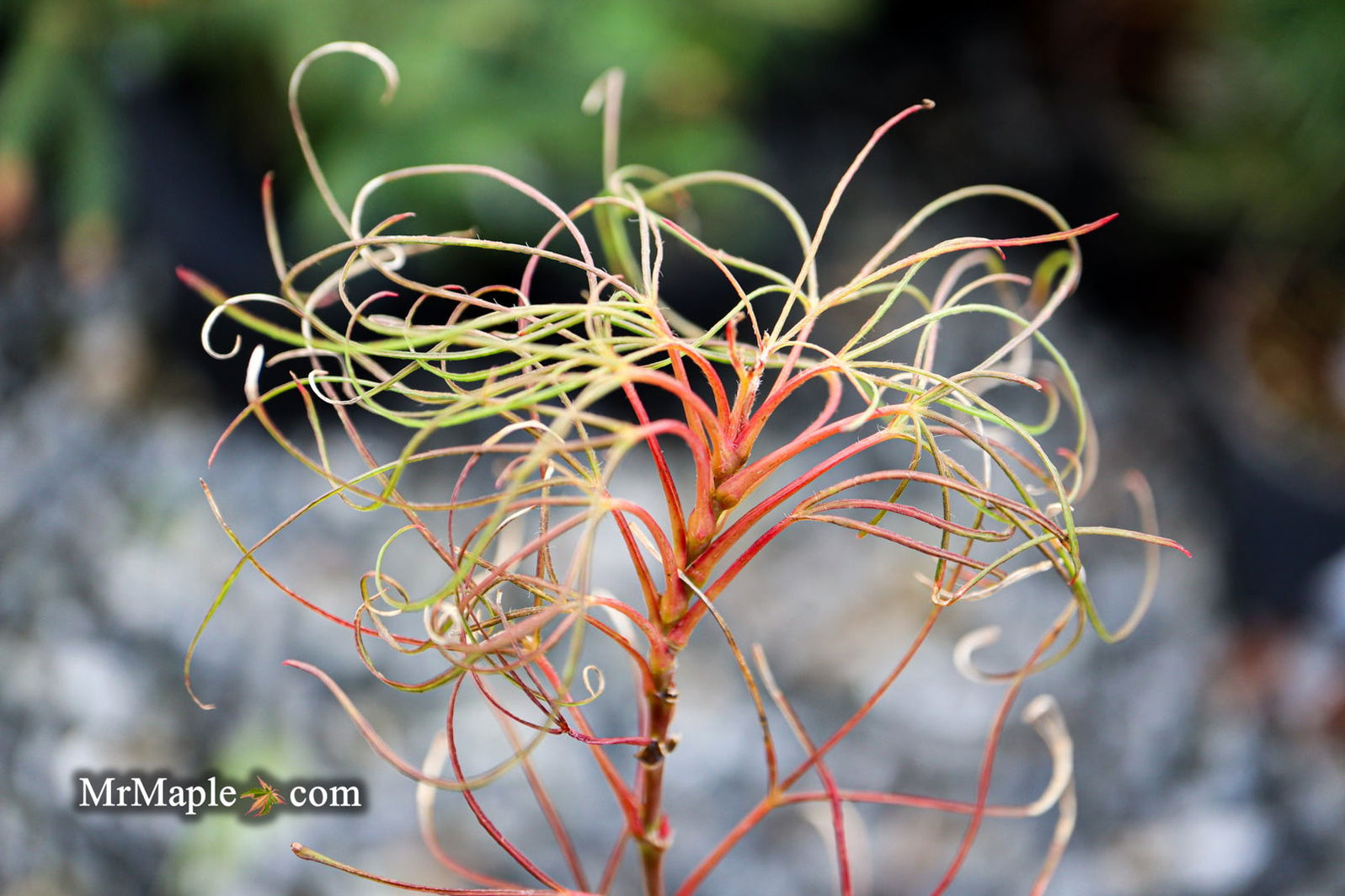 Buy Acer palmatum 'Fairy Hair' Golden Threads Japanese Maple — Mr Maple ...