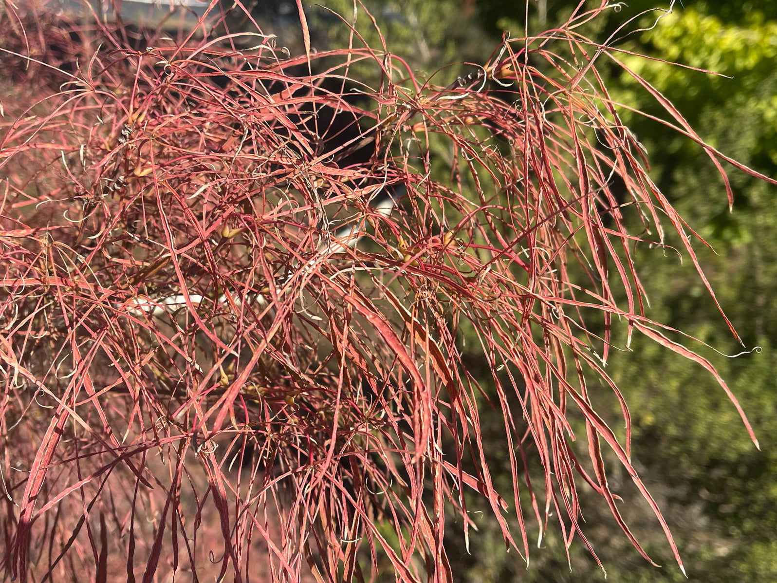 Buy Acer palmatum 'Fairy Hair' Golden Threads Japanese Maple — Mr Maple ...