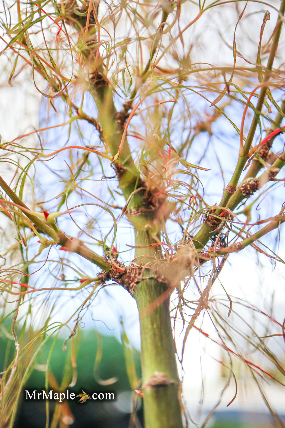 Buy Acer palmatum 'Fairy Hair' Golden Threads Japanese Maple — Mr Maple ...