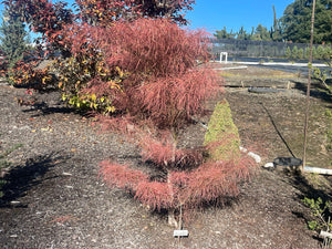 Buy Acer palmatum 'Fairy Hair' Golden Threads Japanese Maple — Mr Maple ...