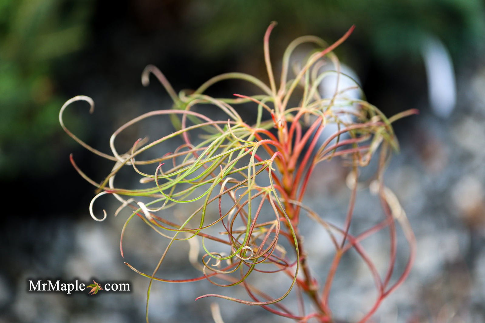 Buy Acer palmatum 'Fairy Hair' Golden Threads Japanese Maple — Mr Maple ...