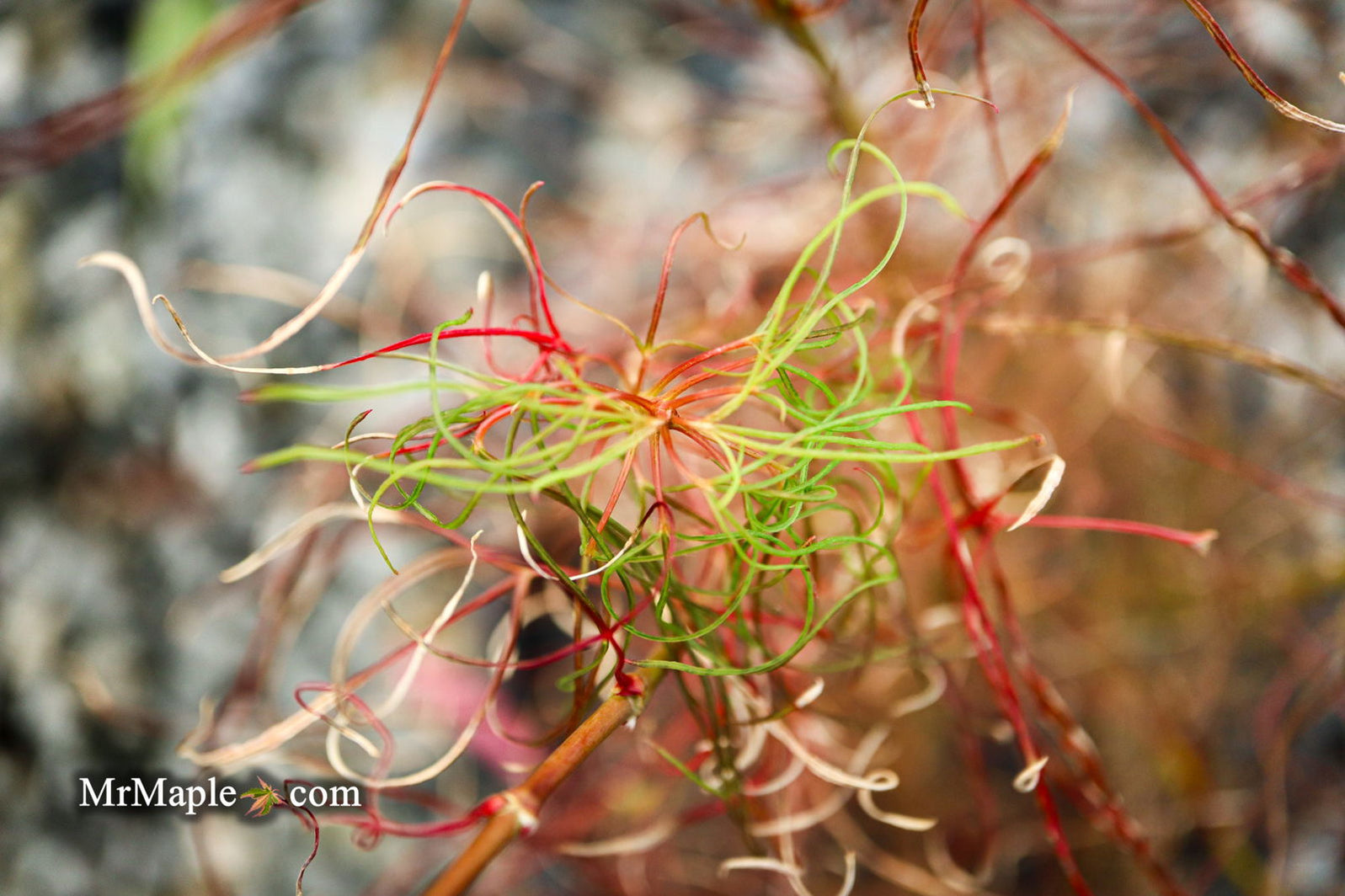 Buy Acer palmatum 'Fairy Hair' Golden Threads Japanese Maple — Mr Maple ...