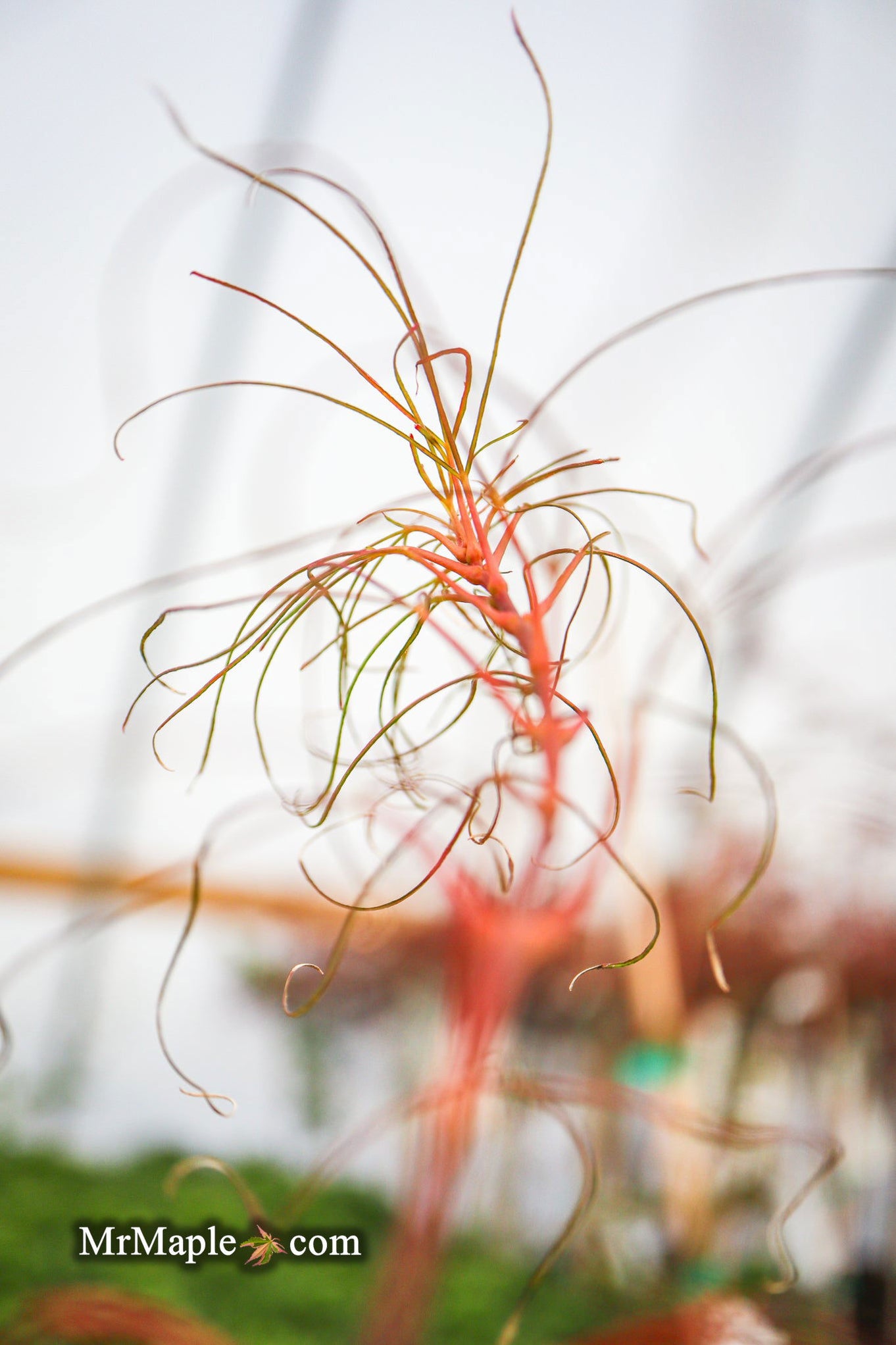 Buy Acer palmatum 'Fairy Hair' Golden Threads Japanese Maple — Mr Maple ...