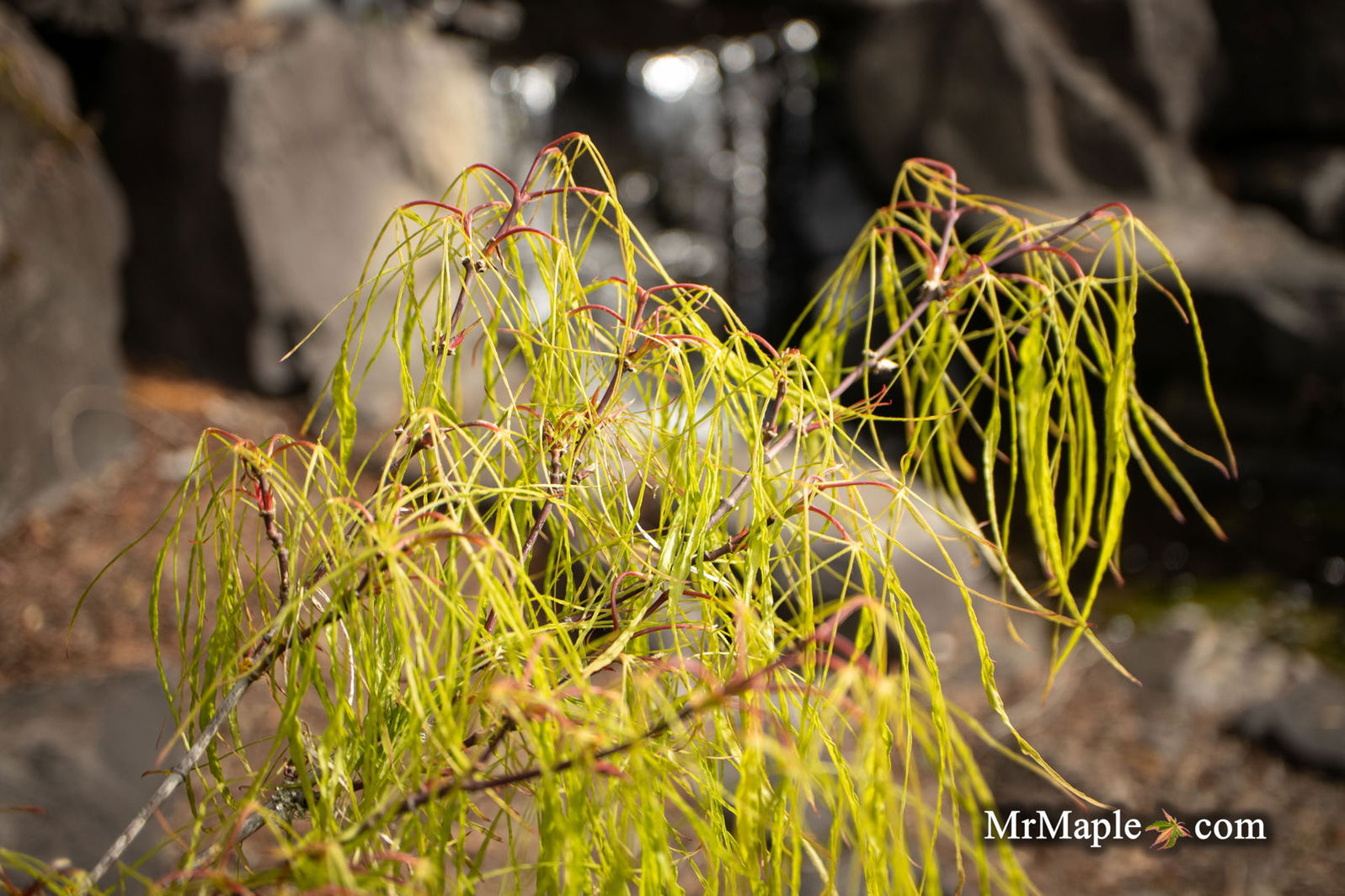 Buy Acer palmatum 'Fairy Hair' Golden Threads Japanese Maple — Mr Maple ...