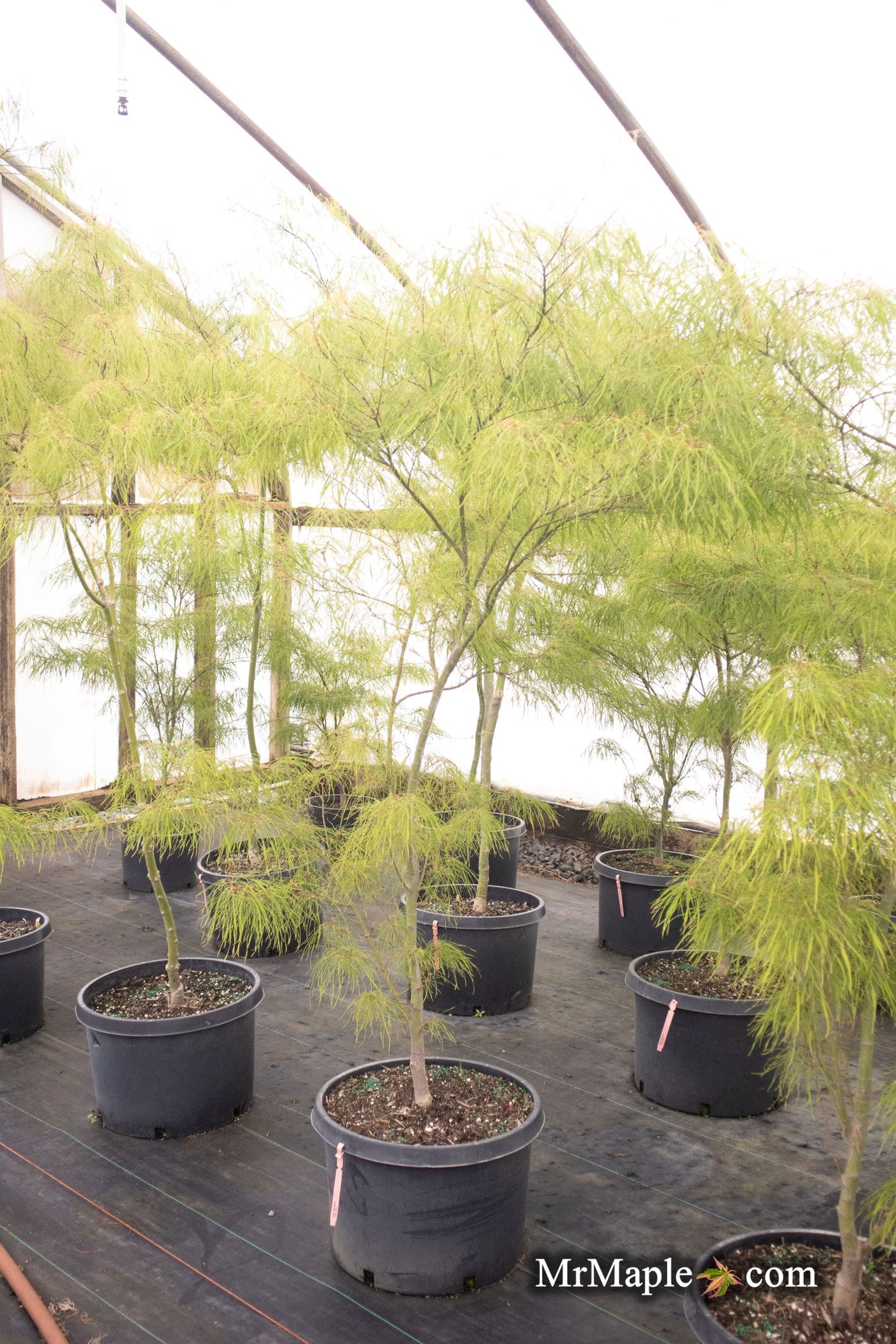 Buy Acer palmatum 'Fairy Hair' Golden Threads Japanese Maple — Mr Maple ...