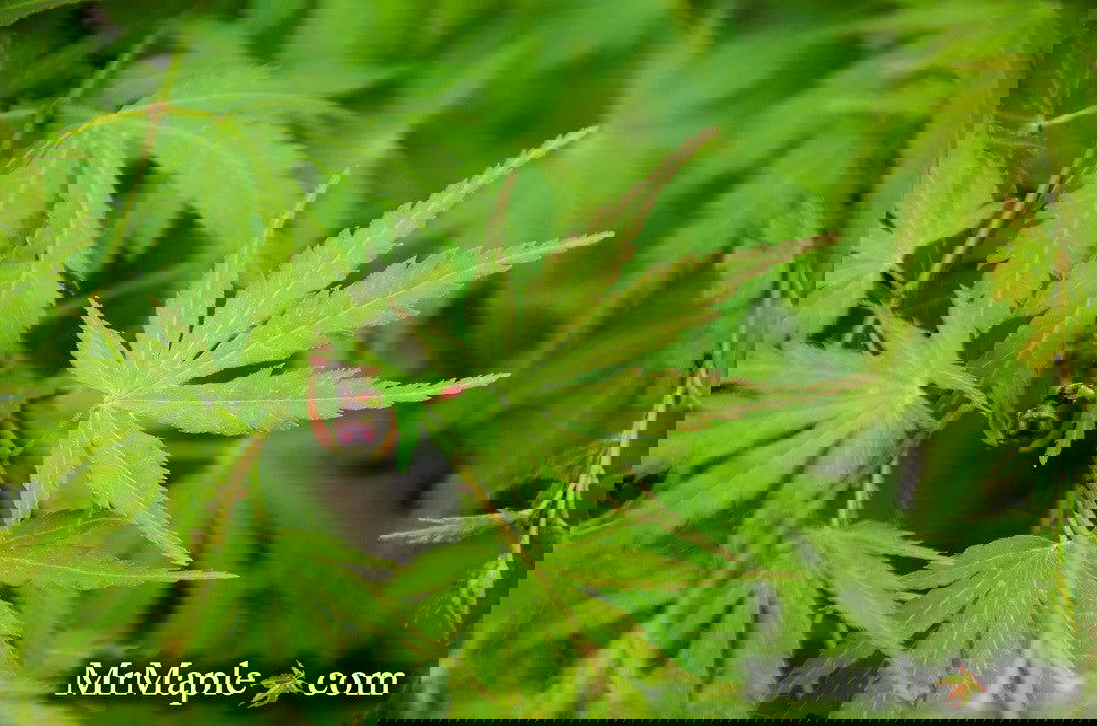 Buy Acer palmatum 'Fall's Fire' Japanese Maple — Mr Maple │ Buy ...