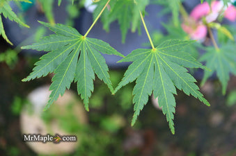Buy Acer palmatum 'Fall's Fire' Japanese Maple — Mr Maple │ Buy ...