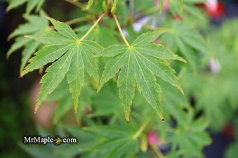 Buy Acer palmatum 'Fall's Fire' Japanese Maple — Mr Maple │ Buy ...