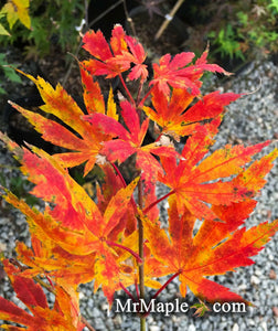 Buy Acer palmatum 'Festival' Japanese Maple — Mr Maple │ Buy Japanese ...