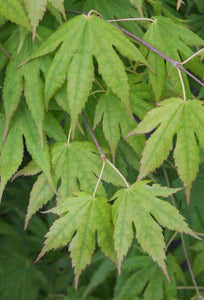 Buy Acer palmatum 'Festival' Japanese Maple — Mr Maple │ Buy Japanese ...
