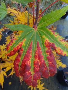 Buy Acer palmatum 'Festival' Japanese Maple — Mr Maple │ Buy Japanese ...
