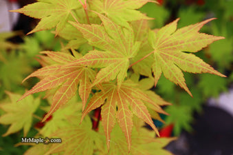Buy Acer palmatum 'Festival' Japanese Maple — Mr Maple │ Buy Japanese ...