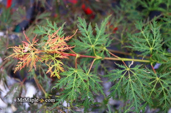 Buy-Acer palmatum 'Filigree Rouge' Weeping Japanese Maple — Mr Maple ...