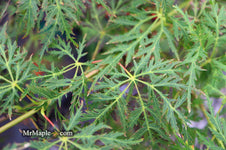 Buy-Acer palmatum 'Filigree Rouge' Weeping Japanese Maple — Mr Maple ...