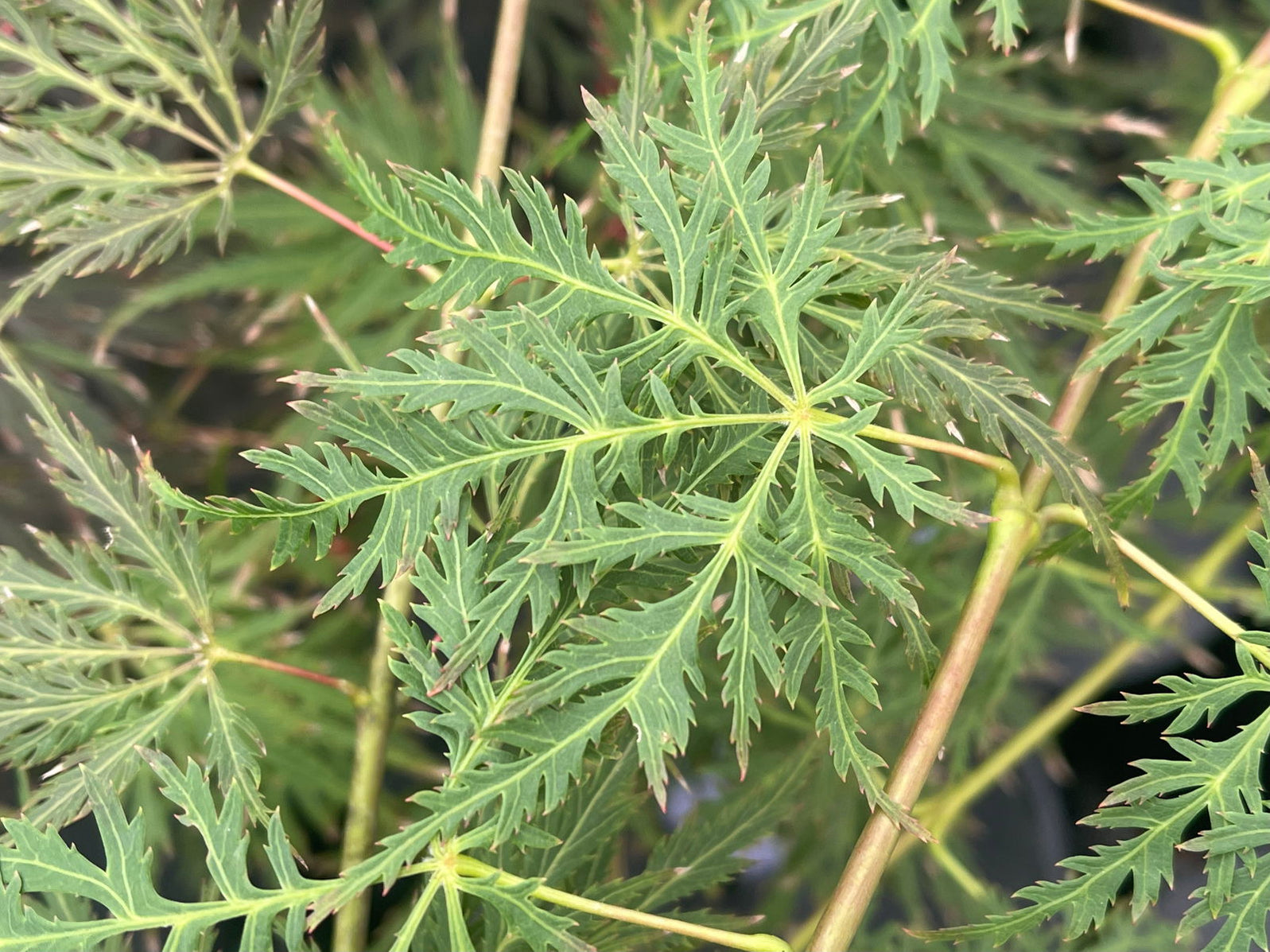 Buy-Acer palmatum 'Filigree Rouge' Weeping Japanese Maple — Mr Maple ...