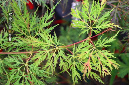 Buy-Acer palmatum 'Filigree Rouge' Weeping Japanese Maple — Mr Maple ...